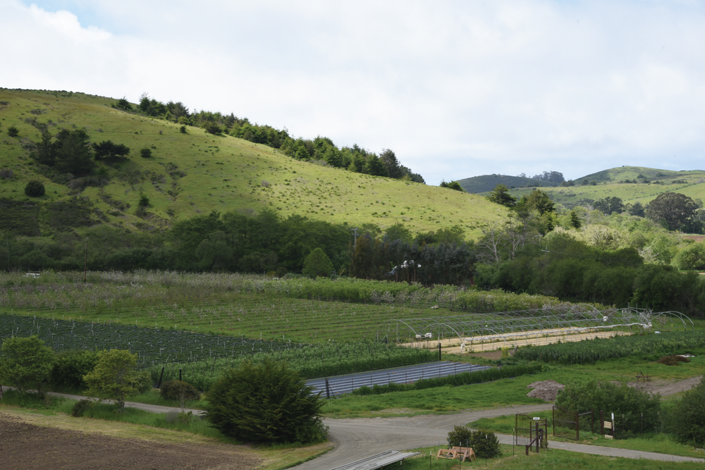 Organic beans from uncompromising farms | Beanstory