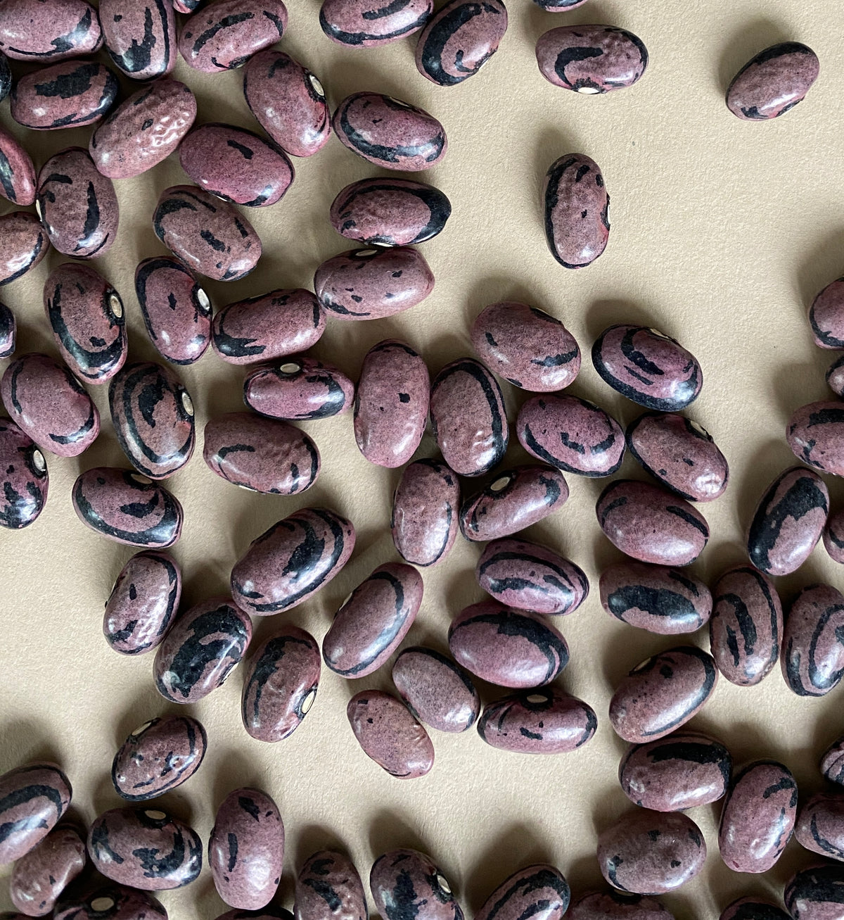 Organic beans from uncompromising farms | Beanstory